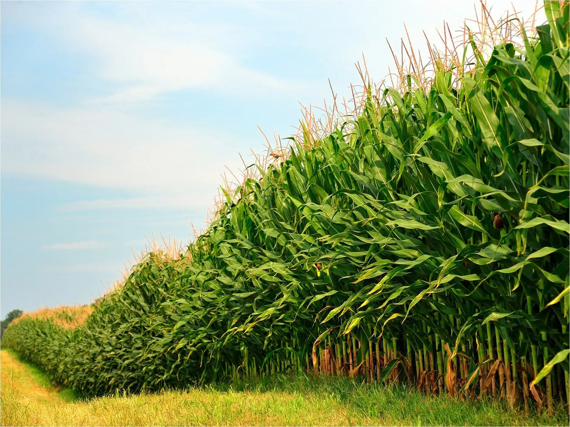 HERBICIDE - CHARDEX | Coopérative Unéal